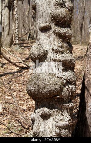 Burl or burr lump growth on silver birch tree most likely caused by ...