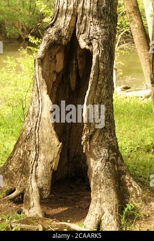 Old standing rotten tree trunk with holes my by Woodpeckers Stock Photo ...