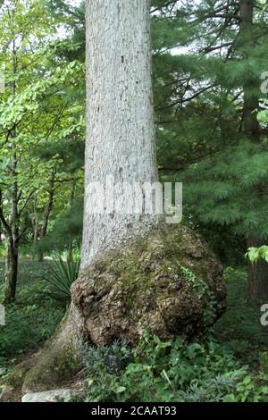 Large burl at the base of a tree Stock Photo - Alamy