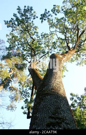 A view of the backyard and a large tree from the roof porch of the ...