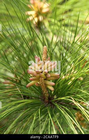 Female and male cones of a spruce tree after pollination in spring ...