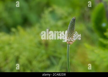Ribwort plantain closeup Stock Photo - Alamy