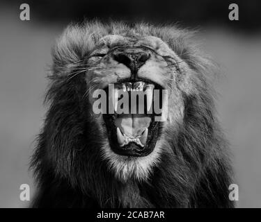 A beautiful male lion at the Wildlife World Zoo in Arizona Stock Photo ...