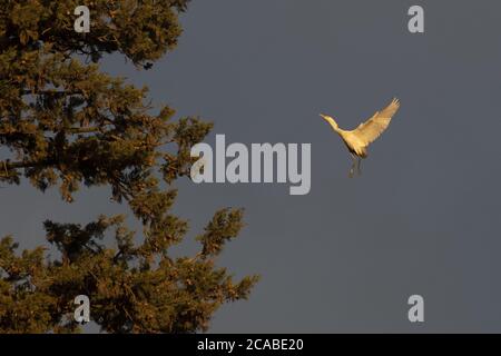 Low angle shot of egrets at sunset Stock Photo - Alamy
