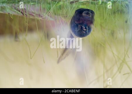 A Pacific Tree Frog tadpole which has emerged from an egg and breathes ...