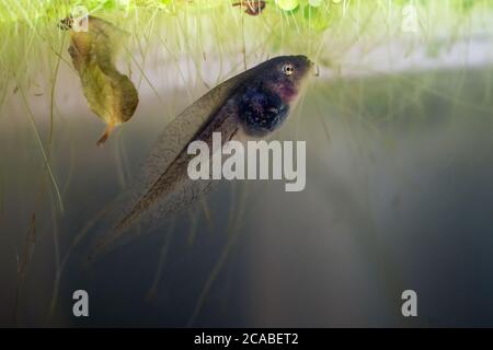 A Pacific Tree tadpole emerges from an egg and breathes through gills ...