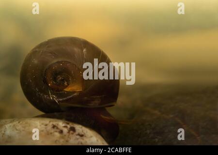 Ramshorn snail or Ram's Horn snail in an aquarium. It is a freshwater ...
