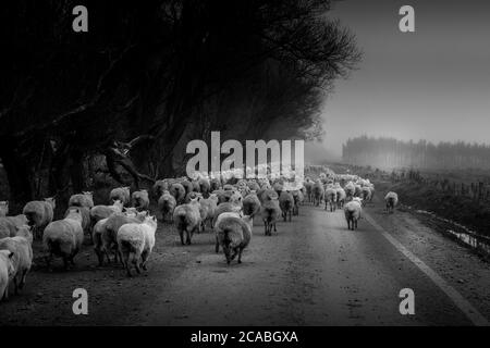 mustering sheep, South Island, New Zealand Stock Photo - Alamy