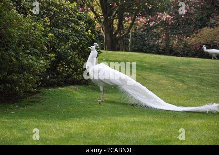 white peacocks are spread tail feathers on the stairs Stock Photo - Alamy