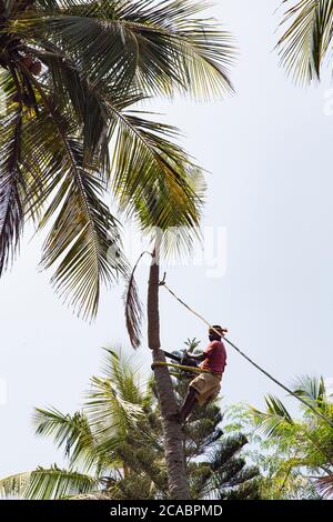 cutting coconut tree with a chain saw Stock Photo - Alamy