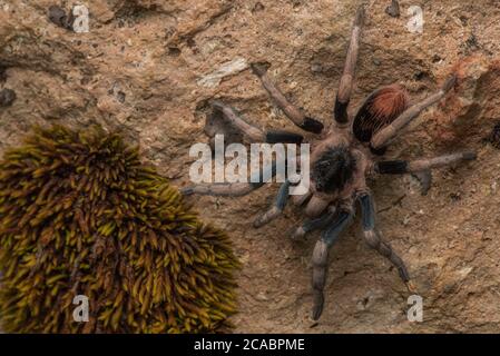 A Hapalotremus species of tarantula occurring in the High Andes of Peru ...