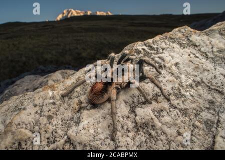 A Hapalotremus species of tarantula occurring in the High Andes of Peru ...