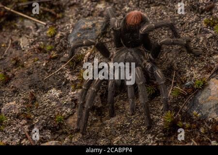 A Hapalotremus species of tarantula occurring in the High Andes of Peru ...