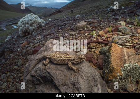 A Liolaemus lizard basks on a stone on a cold day high up in the Andes ...