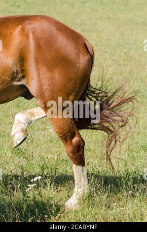 Close-up of a horse's hind legs and hooves in resting position on a ...
