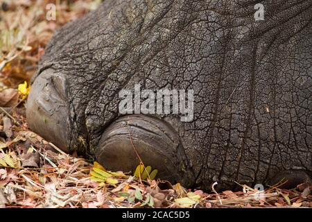 The toenails of an Elephant are embedded in the skin. African elephants ...