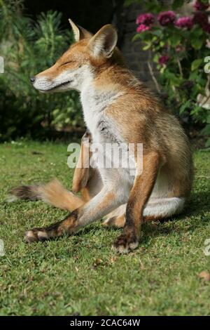 Red Fox scratching Stock Photo - Alamy