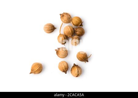Heap of raw, unprocessed organic coriander or cilantro seeds on white ...