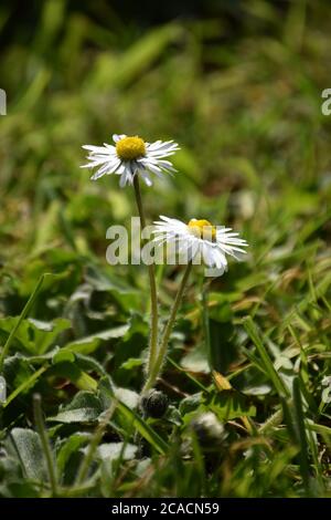 Pair of Daisies Stock Photo - Alamy