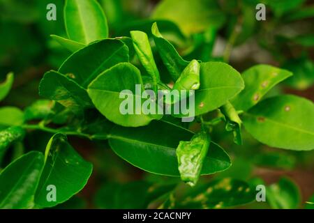 damage marked of citrus leafminer insect pest on lime lea branchf Stock ...