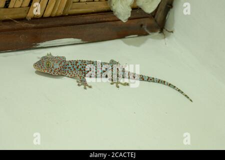 The giant Tokeh Gekko gecko. Blue Gekko gecko with orange spots Stock ...