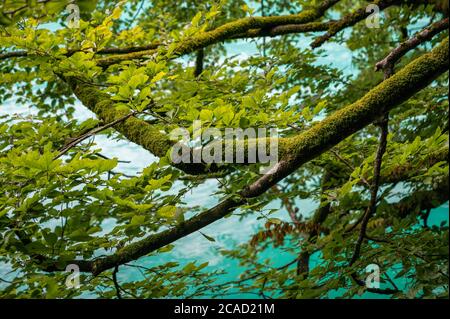 Baum mit Moos am Weg zu den Giessbachfällen Stock Photo - Alamy