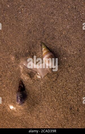 Sea Snail swimming in the shallow water on the beach, Cape Town, South ...