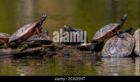 northern red-bellied turtles (Pseudemys rubriventris), Maryland ...