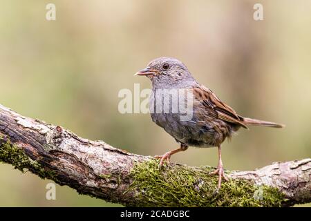 A dunnock in woodlands in rural mid Wales at springtime Stock Photo - Alamy