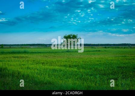 A greenfield and a water path with some trees Stock Photo - Alamy