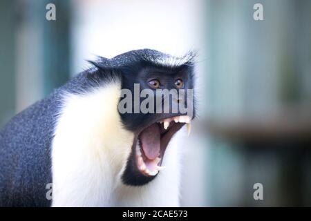 Diana monkey, Cercopithecus diana, a dark backround, scream, crescent ...