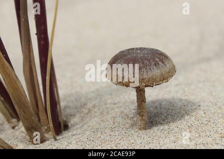 Dune Brittlestem Psathyrella ammophila Stock Photo - Alamy