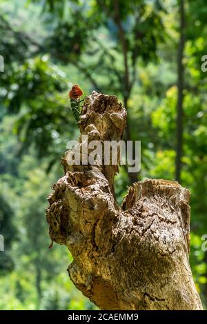 iguana portrait in wild nature Stock Photo - Alamy
