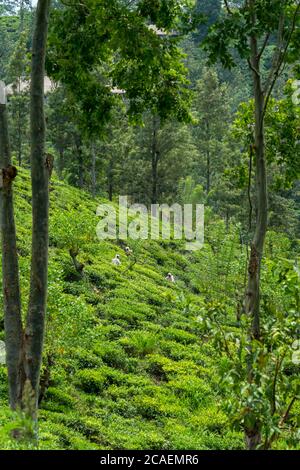green tea leaves in Ella, Sri Lanka Stock Photo - Alamy