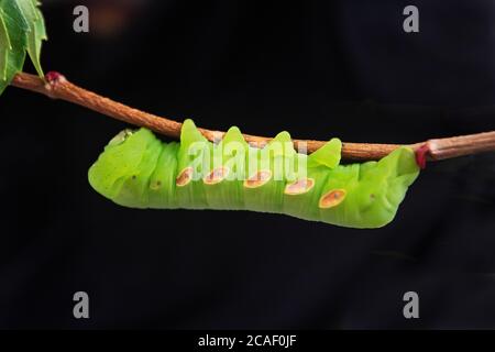 A close up of a Pandora Sphinx Moth Larva eating Virginia Creeper Stock ...