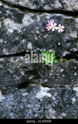 Primrose growing in limestone crevice at Bruce Peninsula NP Ontario ...