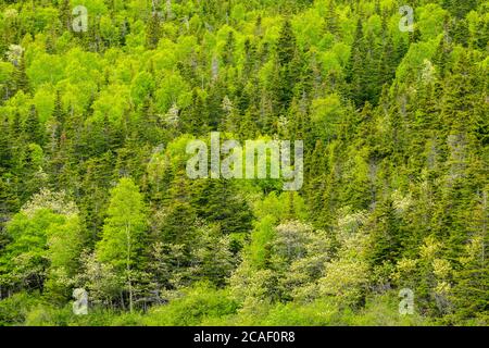 Spring forest, Gros Morne National Park, Newfoundland and Labrador NL ...