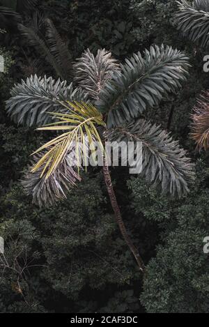 Close-up of vibrant green pine needles emerging from stem, symbolizing ...