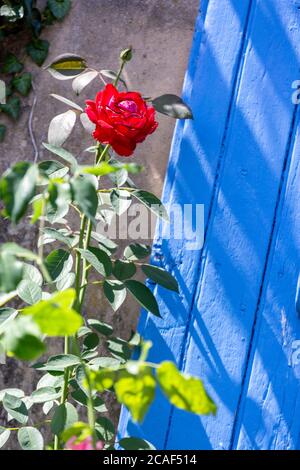 Red roses. Scarlet roses bush. Blue Wooden shutters background Stock ...