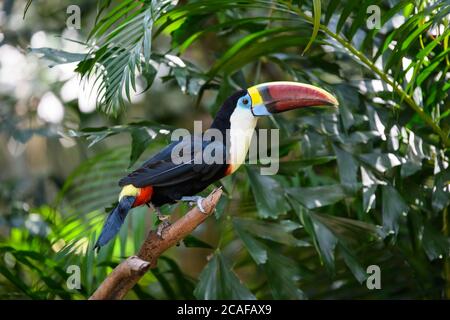 Pretty toucan on the branch Stock Photo - Alamy