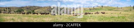 Open range with wandering buffalo across the plains Stock Photo - Alamy