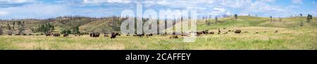 Open range with wandering buffalo across the plains Stock Photo - Alamy