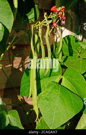 Firestorm runner beans growing on the plant, UK Stock Photo - Alamy