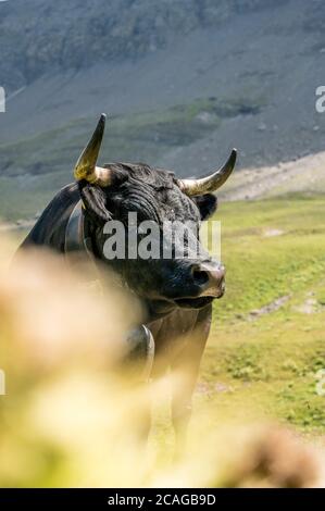 black Eringer or Herens cow with horns in Soustal, Berner Oberland ...