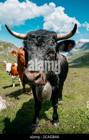 close-up of a black Eringer or Herens cow with horns in Soustal, Berner ...