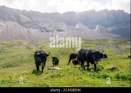 group of black Eringer or Herens cows with horns in Soustal, Berner ...