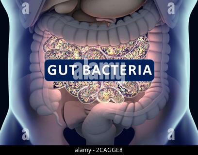 Gut bacteria , gut flora, microbiome. Bacteria inside the small ...