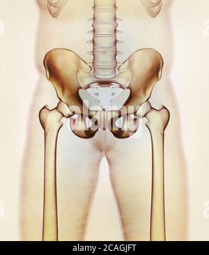 Illium bone, hip bone or pelvis. Human anatomy, bone skeletal structure ...