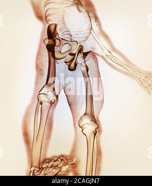 Illium bone, hip bone or pelvis. Human anatomy, bone skeletal structure ...