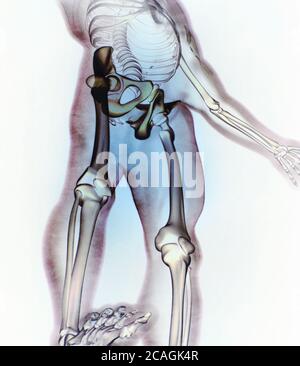Skeletal system chart. Human skeleton labeled with most important bones ...